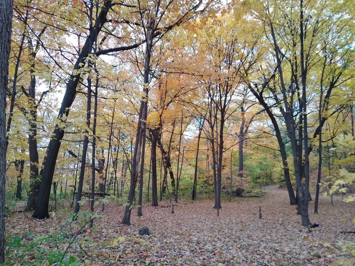 Overview of Therapy Collaboration – Dr. Miriam Gerber – Licensed ...